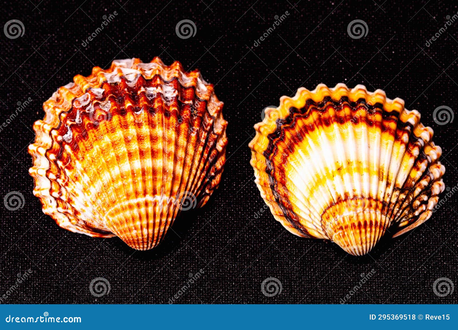 Two Scallop Shells, Outer Side with Ribs Stock Photo - Image of black ...