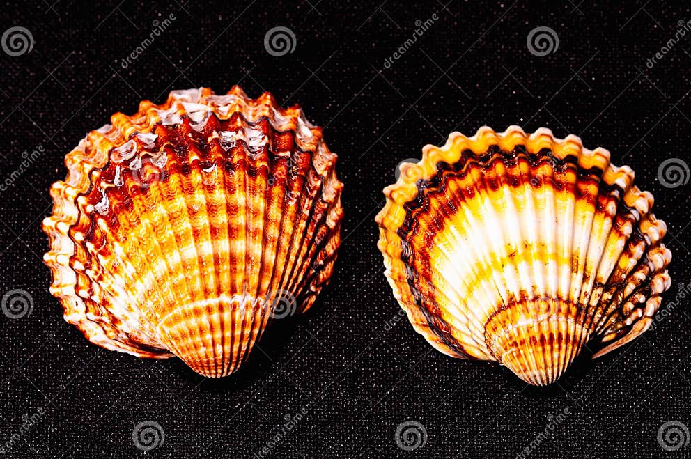 Two Scallop Shells, Outer Side with Ribs Stock Photo - Image of black ...