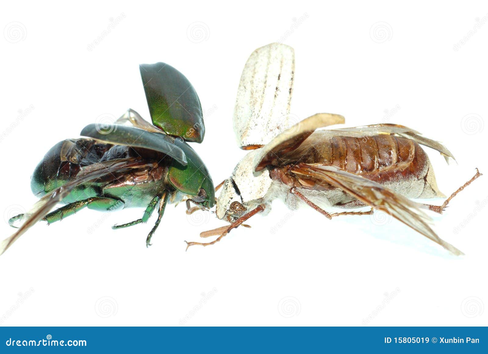 The Scarab Beetle Stock Image | CartoonDealer.com #187590517