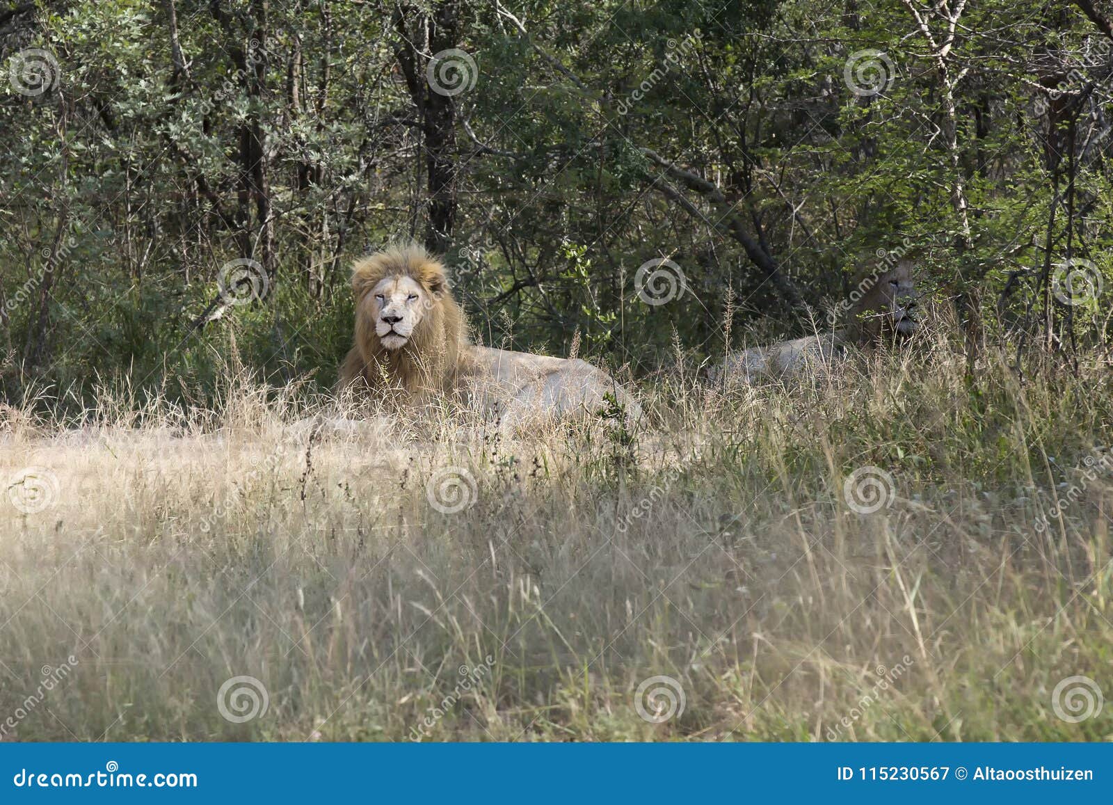 Two Scarce White Lions Rest in Shade of a Tree in the Bush Stock Image ...