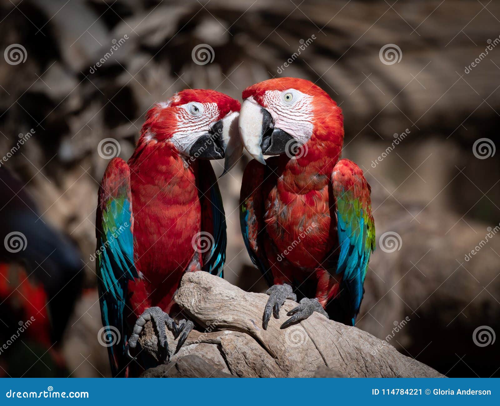 Two Scarlet Macaw`s Snuggling on a Branch Stock Image - Image of macaw ...