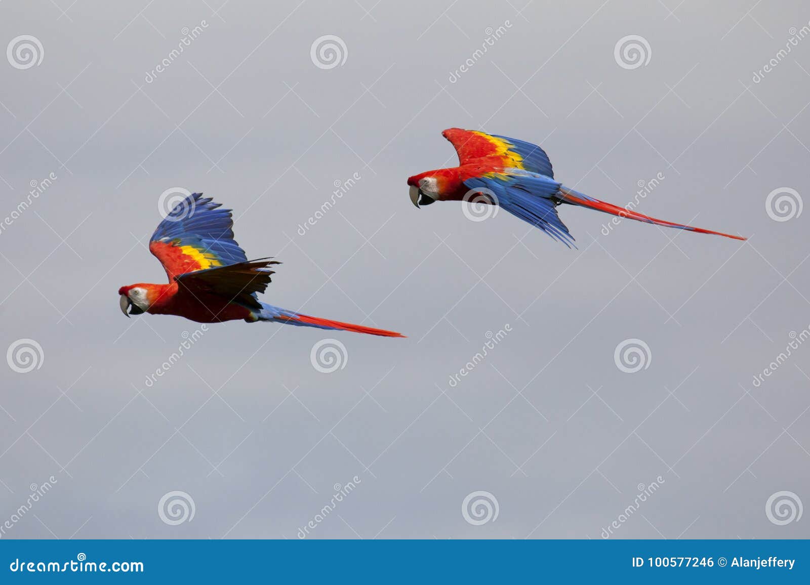 Scarlet Macaws in Flight stock photo. Image of nature - 100577246