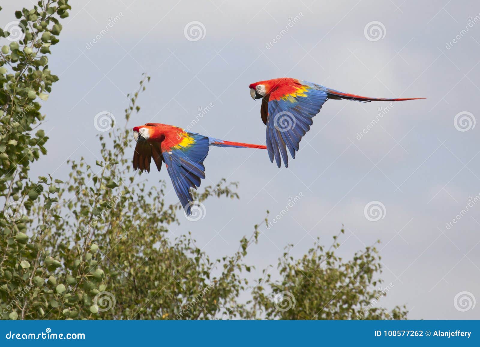 Scarlet Macaws in Flight stock photo. Image of neotropical - 100577262