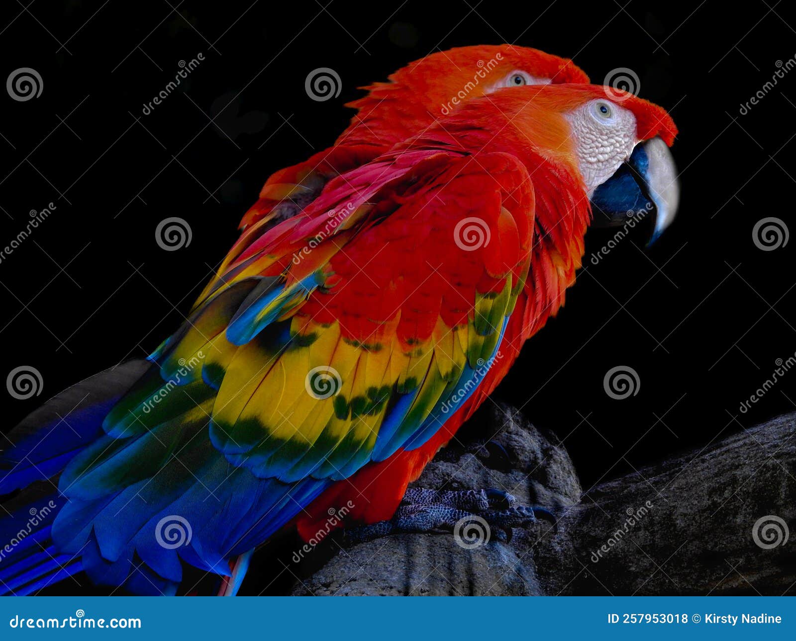 Two Scarlet Macaws stock photo. Image of wing, bird - 257953018 Two Scarlet Macaws stock photo. Image of wing, bird - 257953018