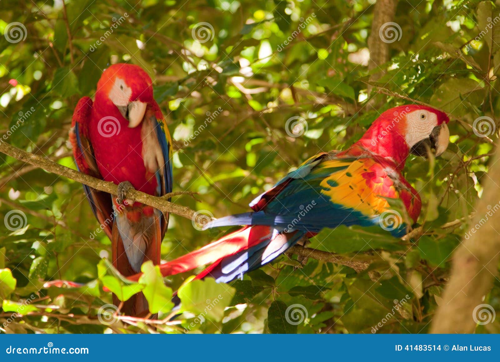 Two Scarlet Macaws stock photo. Image of bright, psittacidae - 41483514