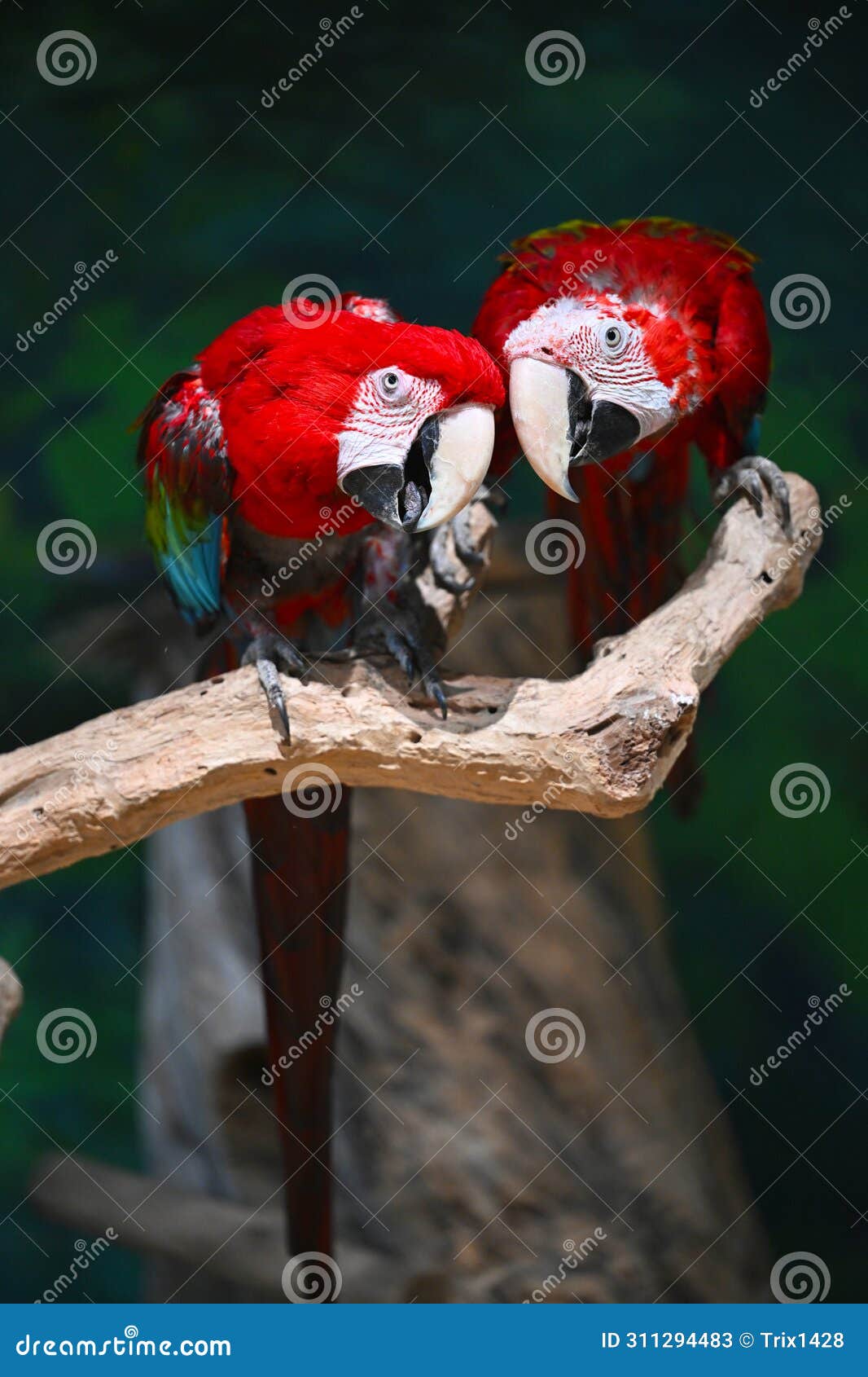 Two scarlet macaws stock image. Image of branch, wildlife - 311294483