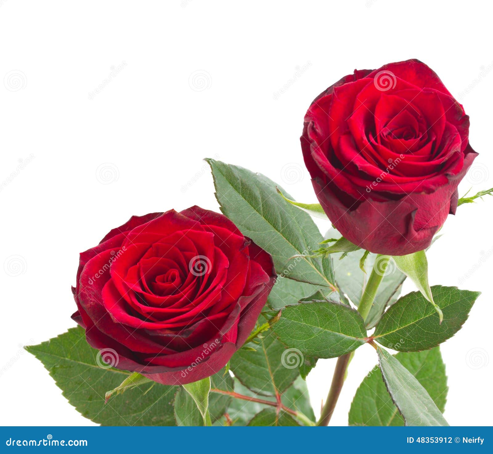 Two scarlet red roses stock photo. Image of blossom, flower - 48353912