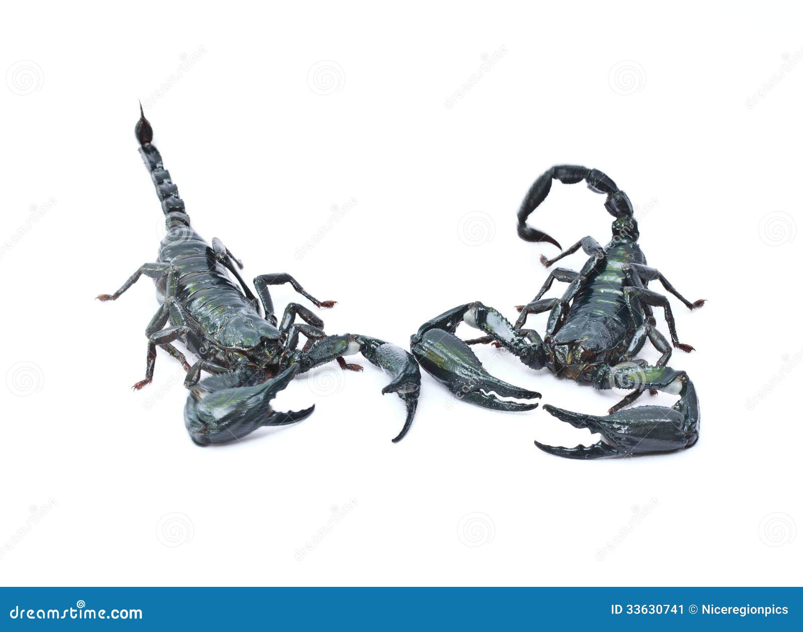 Two scorpions. stock image. Image of single, black, scorpio - 33630741