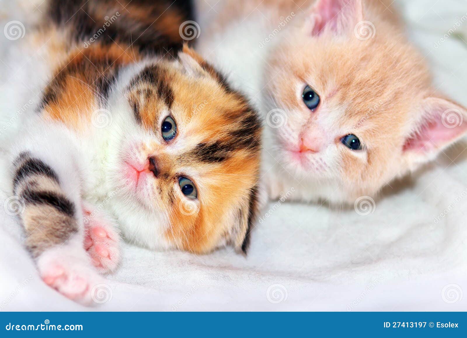Two Scottish kittens stock image. Image of breed, baby - 27413197