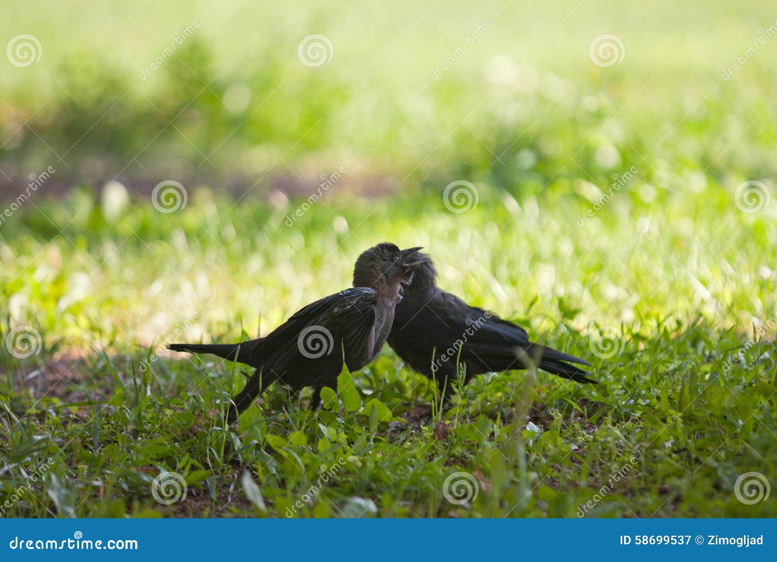Two screaming crows. stock image. Image of green, summer - 58699537
