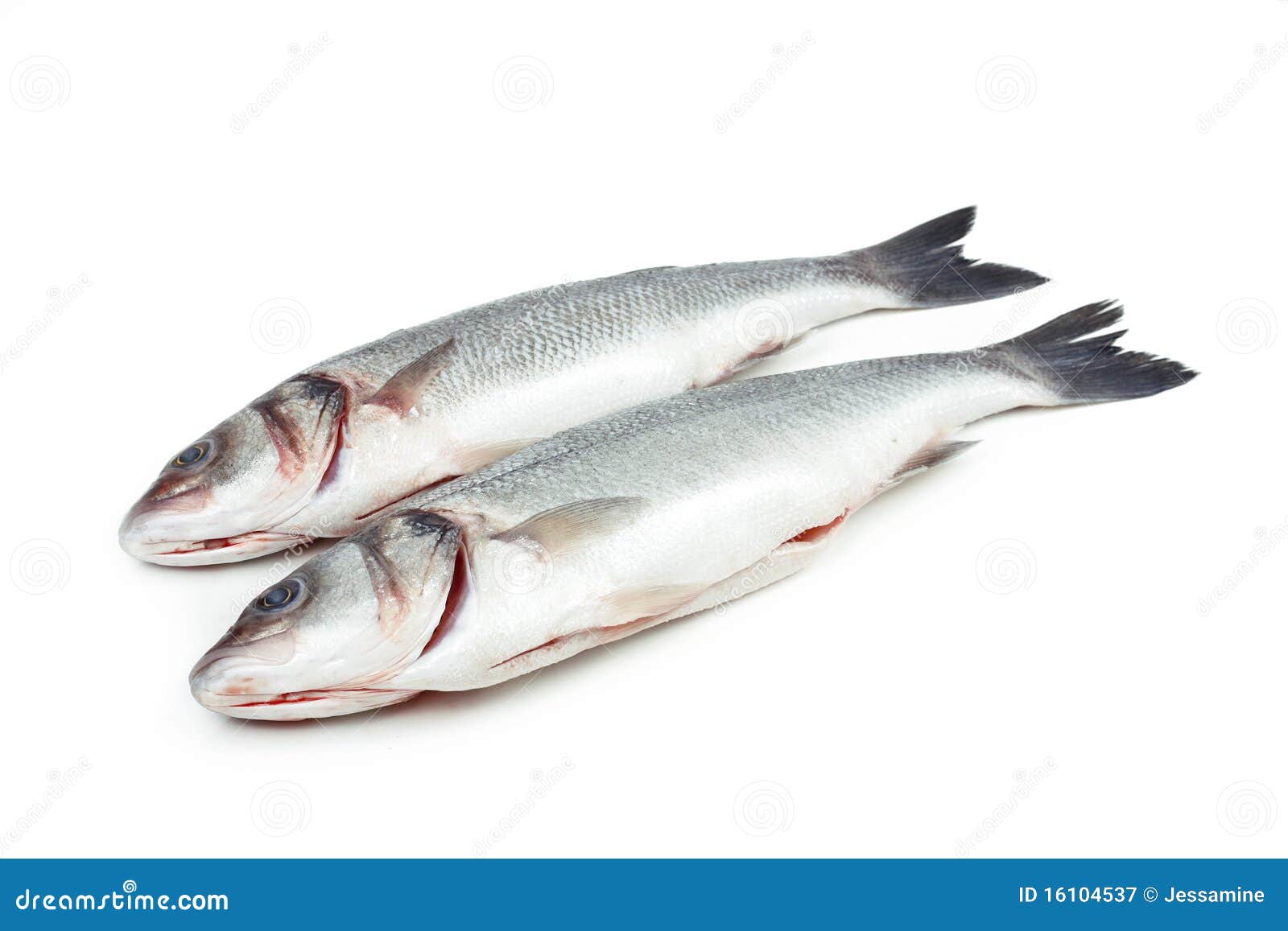 Two sea bass fish stock image. Image of healthy, diet - 16104537