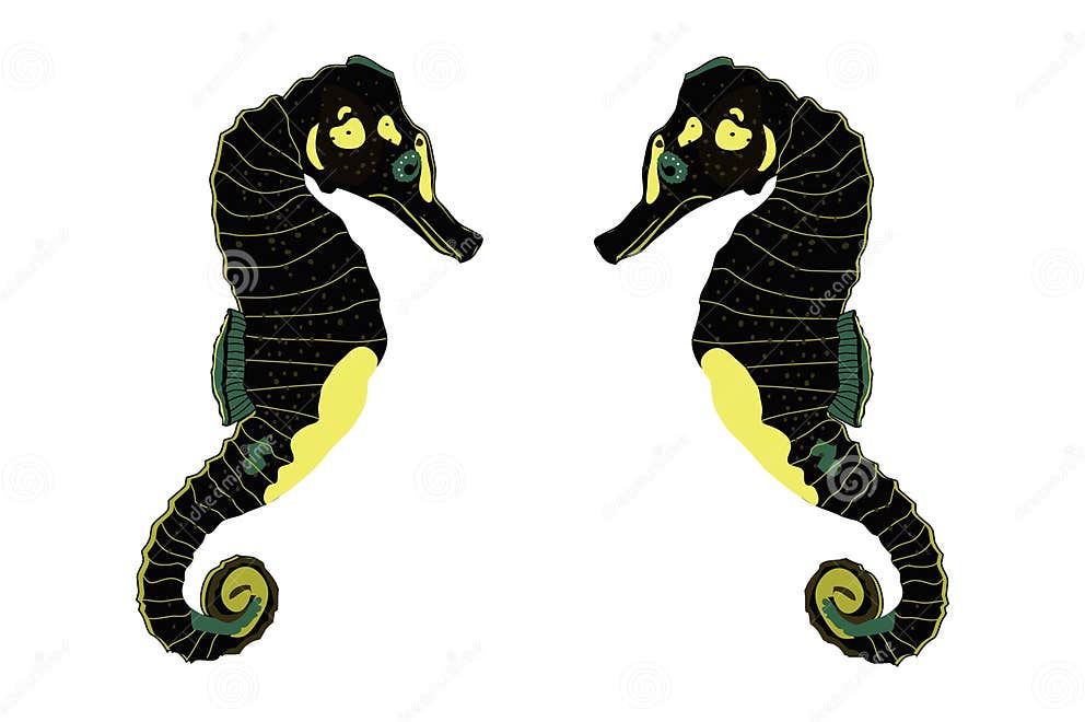 Two Sea Horses stock vector. Illustration of horse, black - 8838185