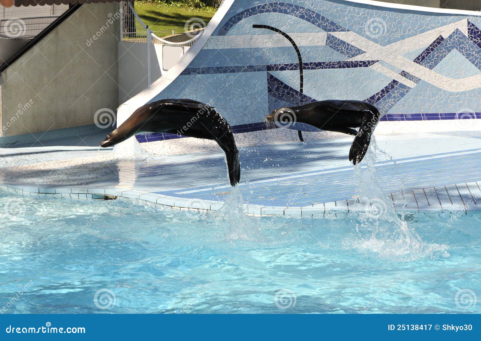 Two Sea Lion Jumping Above a Zoo Pool Stock Image - Image of jump ...