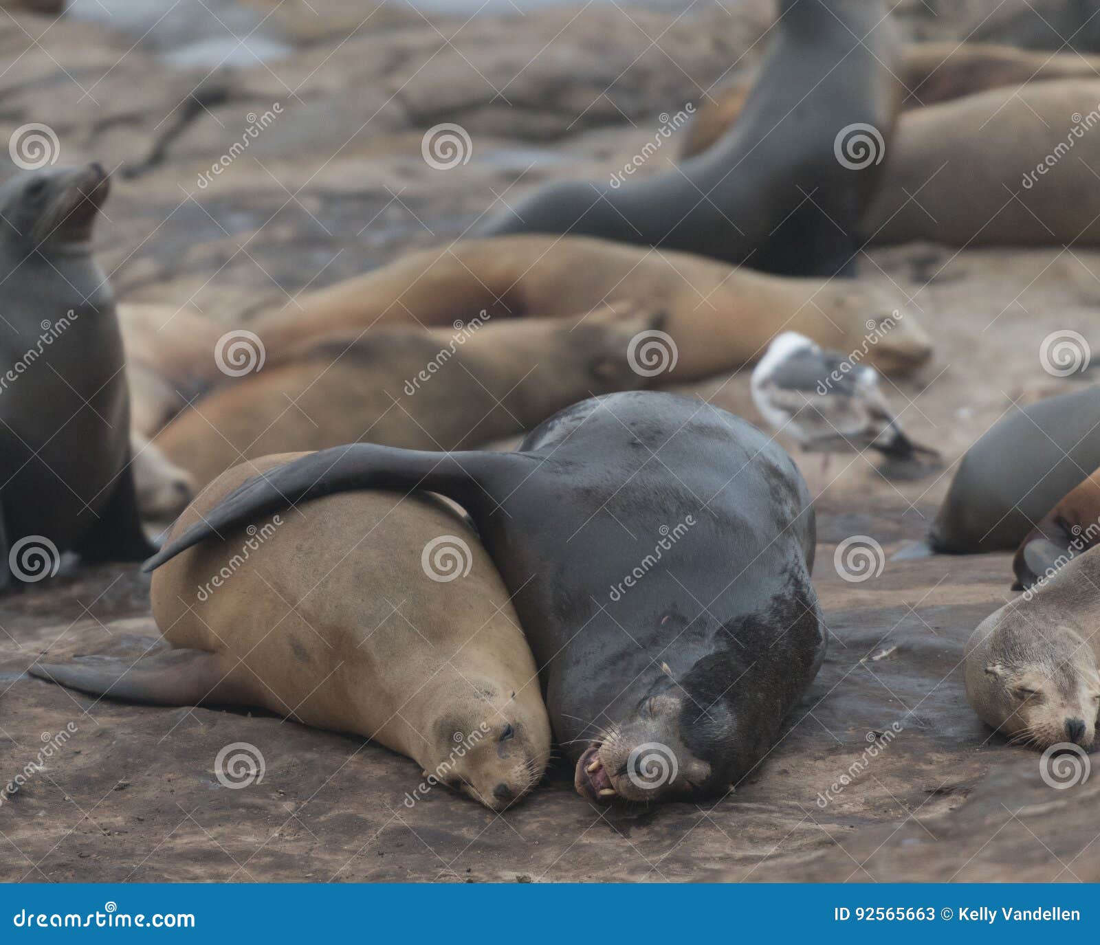 Two Sea Lions Cuddle stock image. Image of rock, together - 92565663