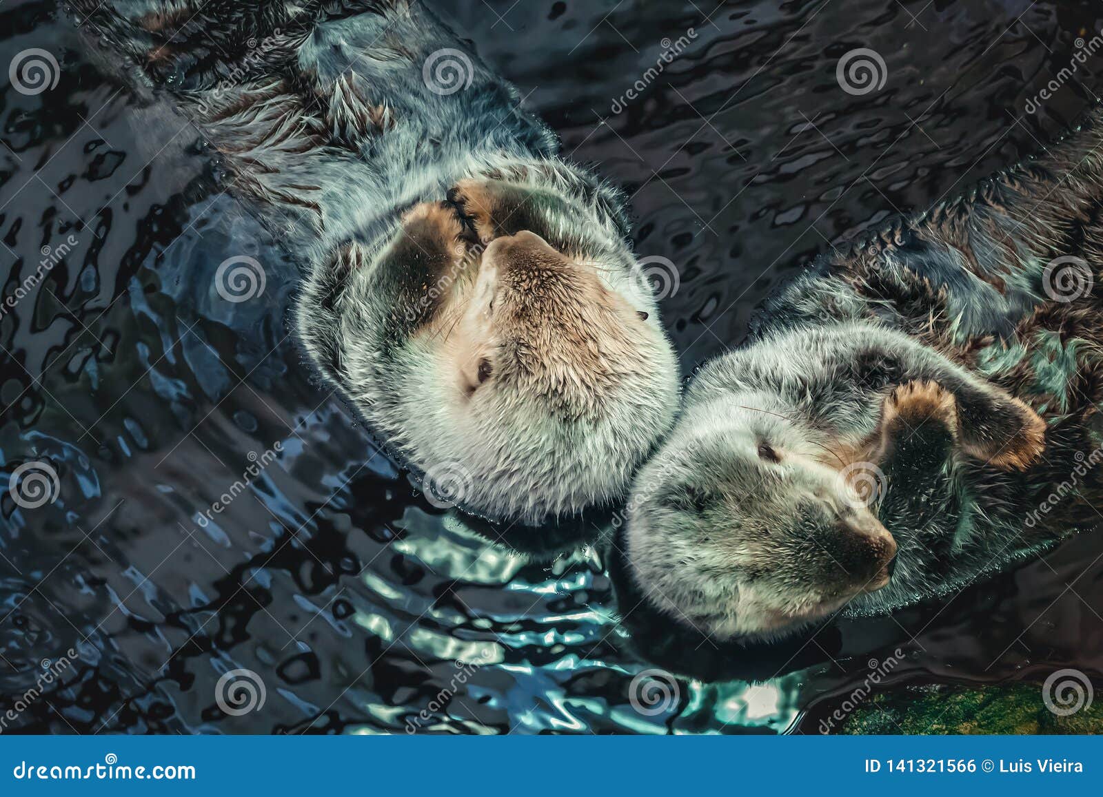 Sea Otter Floating On His Back In The Waters Royalty-Free Stock ...