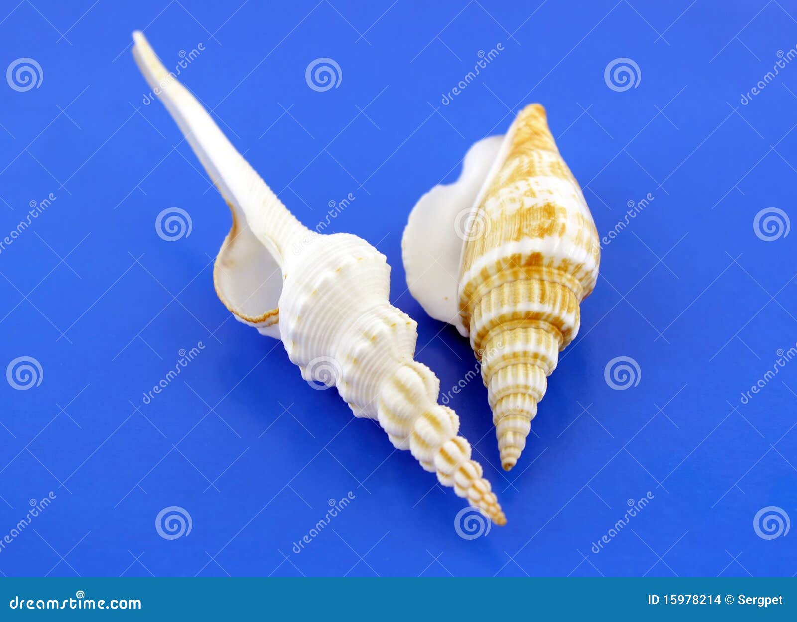 Two sea shells stock photo. Image of concepts, swirl - 15978214