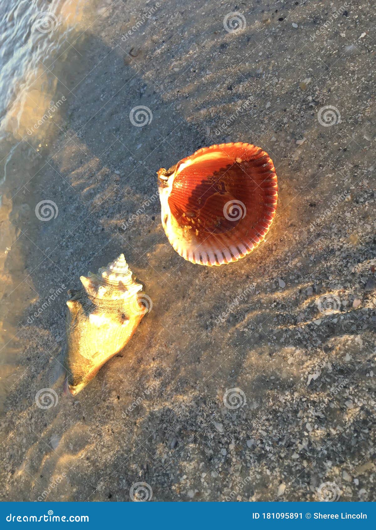 Small Queen Conch and Shell on Beach Stock Image - Image of missing ...
