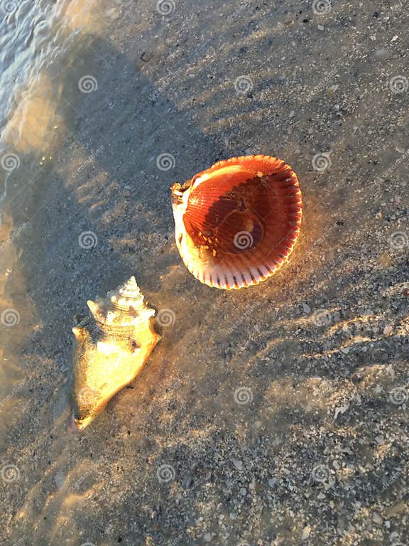 Small Queen Conch and Shell on Beach Stock Image - Image of missing ...