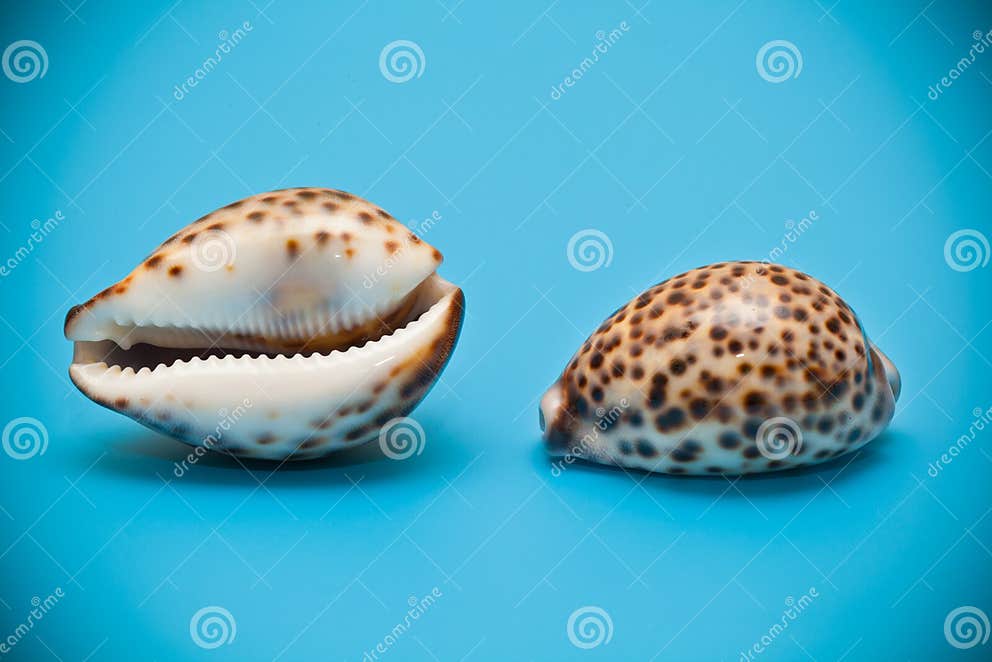 Two sea shells stock photo. Image of brown, shell, large - 41197350