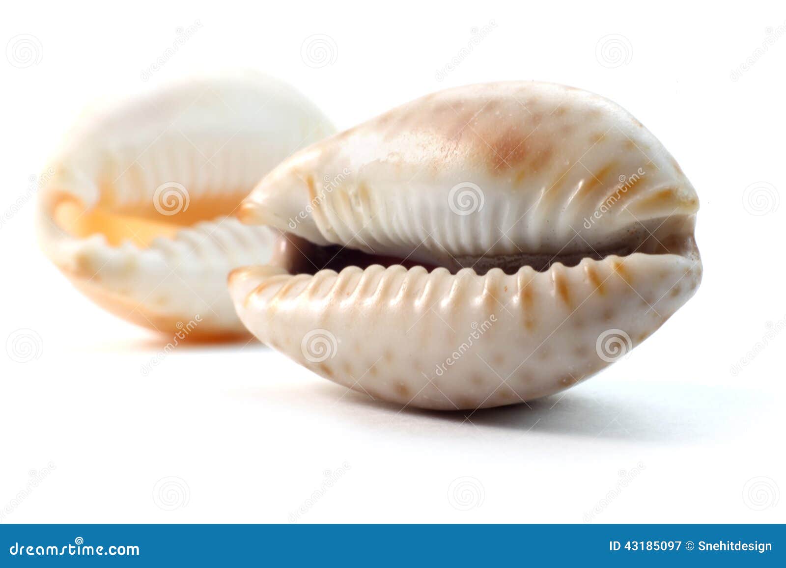 Two sea shells stock image. Image of shot, oceanography - 43185097