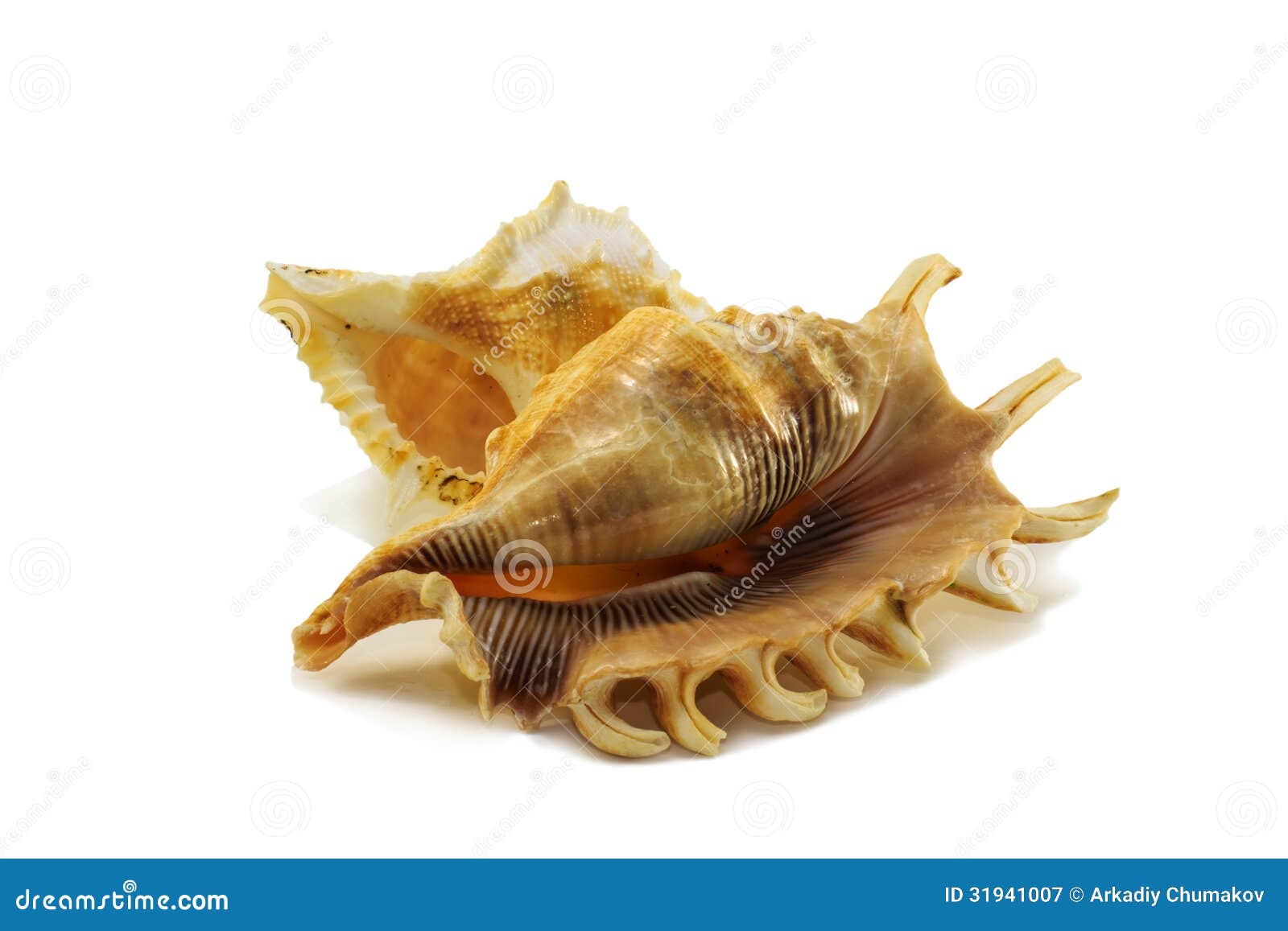 Two sea shells stock image. Image of beauty, group, mussel - 31941007