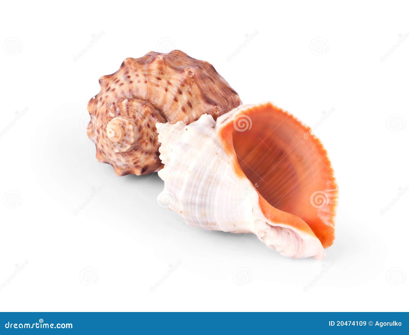 Two Sea Shells Isolated on White Stock Image - Image of white, oceanic ...