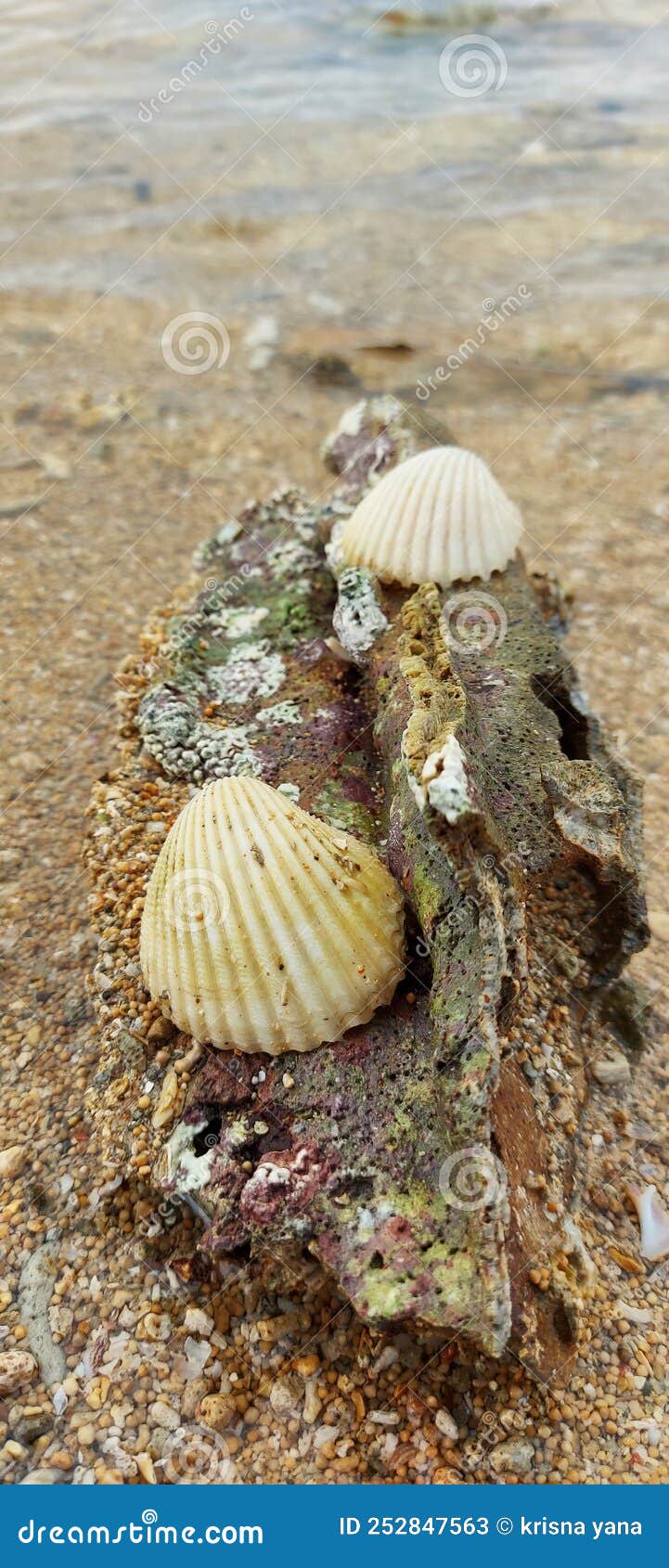 Two sea shells by the sea stock image. Image of bali - 252847563