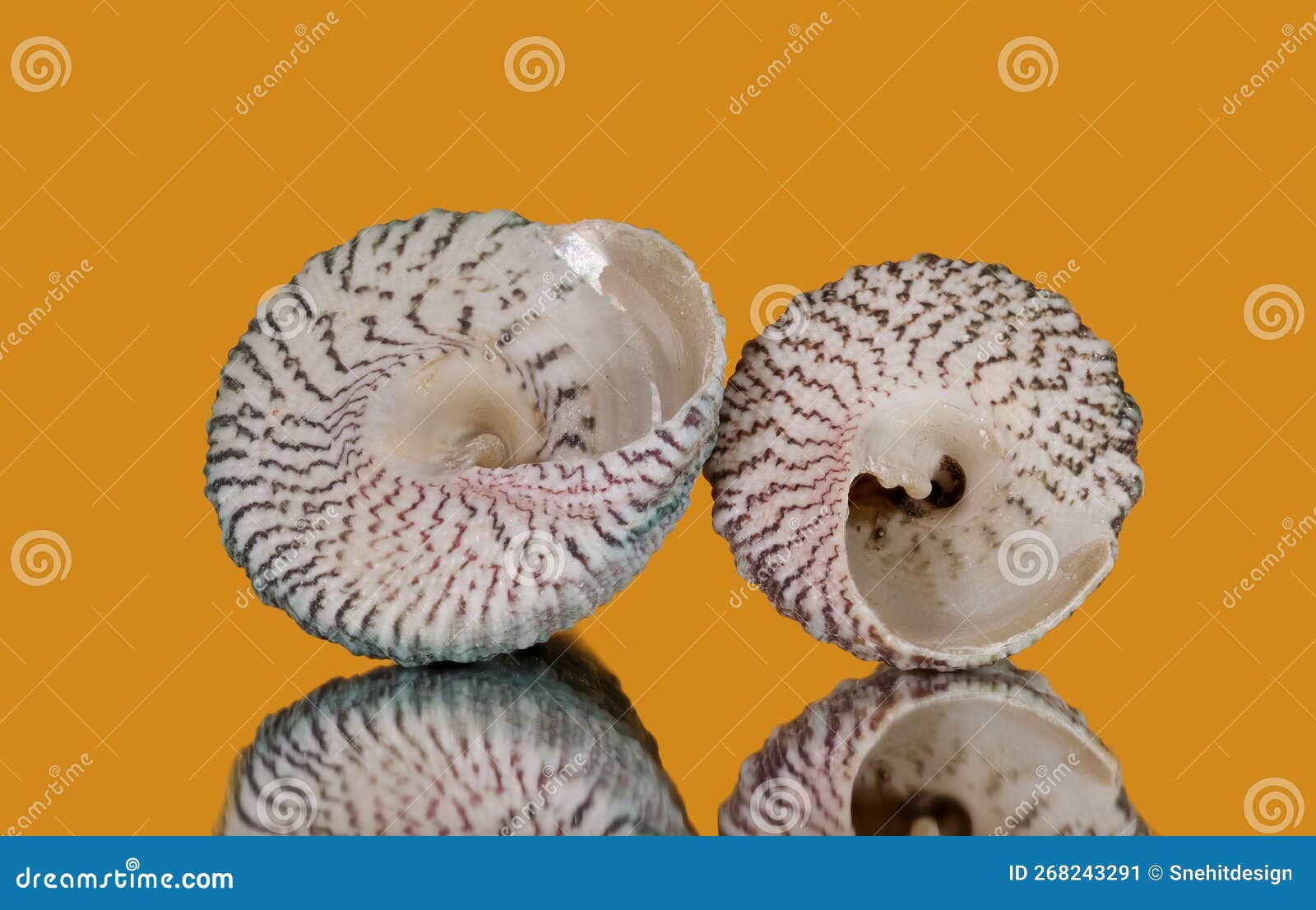 Two Sea Shells on Orange Background with Reflection Stock Image - Image ...