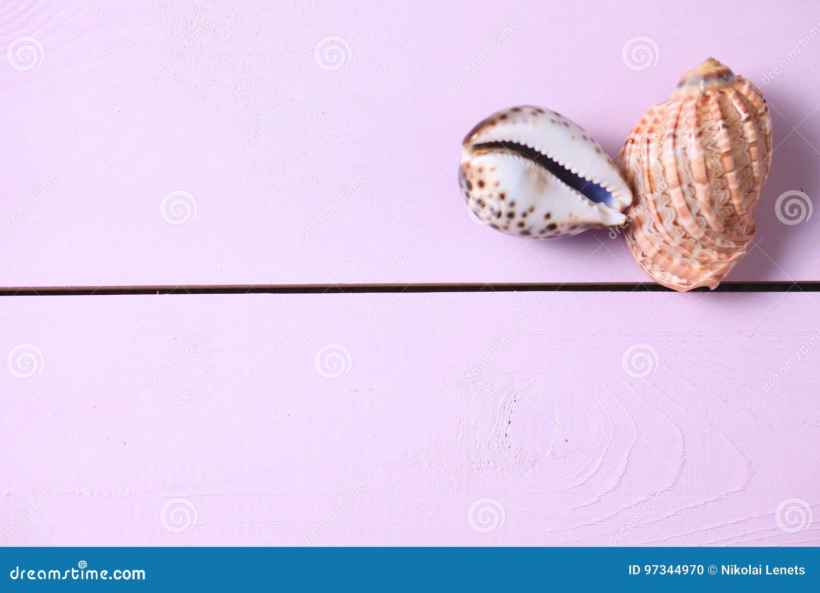 Two Sea Shells on a Pink Table Stock Photo - Image of design, aqua ...