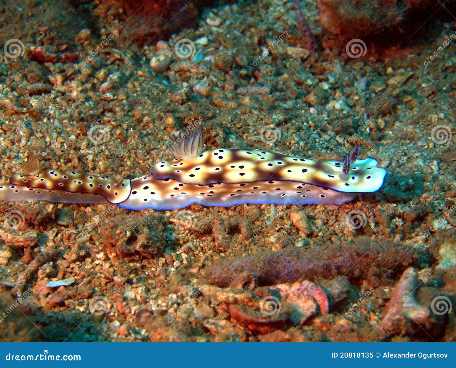 Two sea slugs behind work stock image. Image of ocean - 20818135