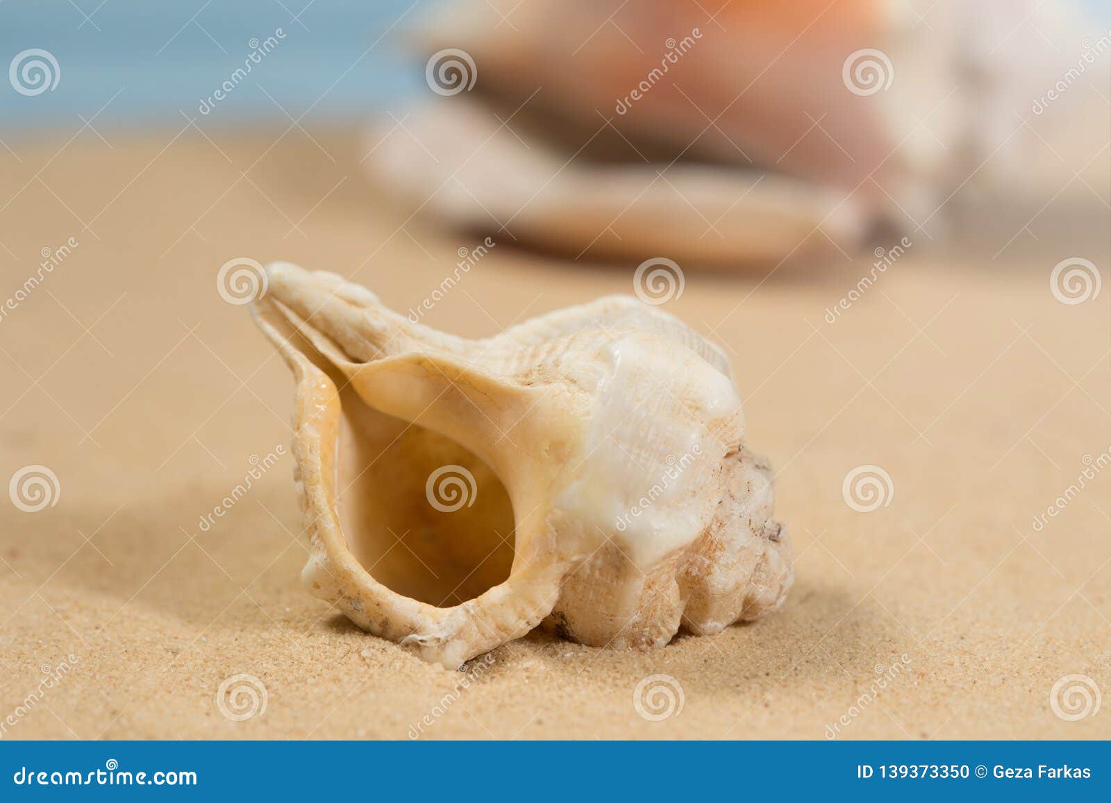 Two Sea Snails on the Sandy Beach Stock Photo - Image of single, south ...
