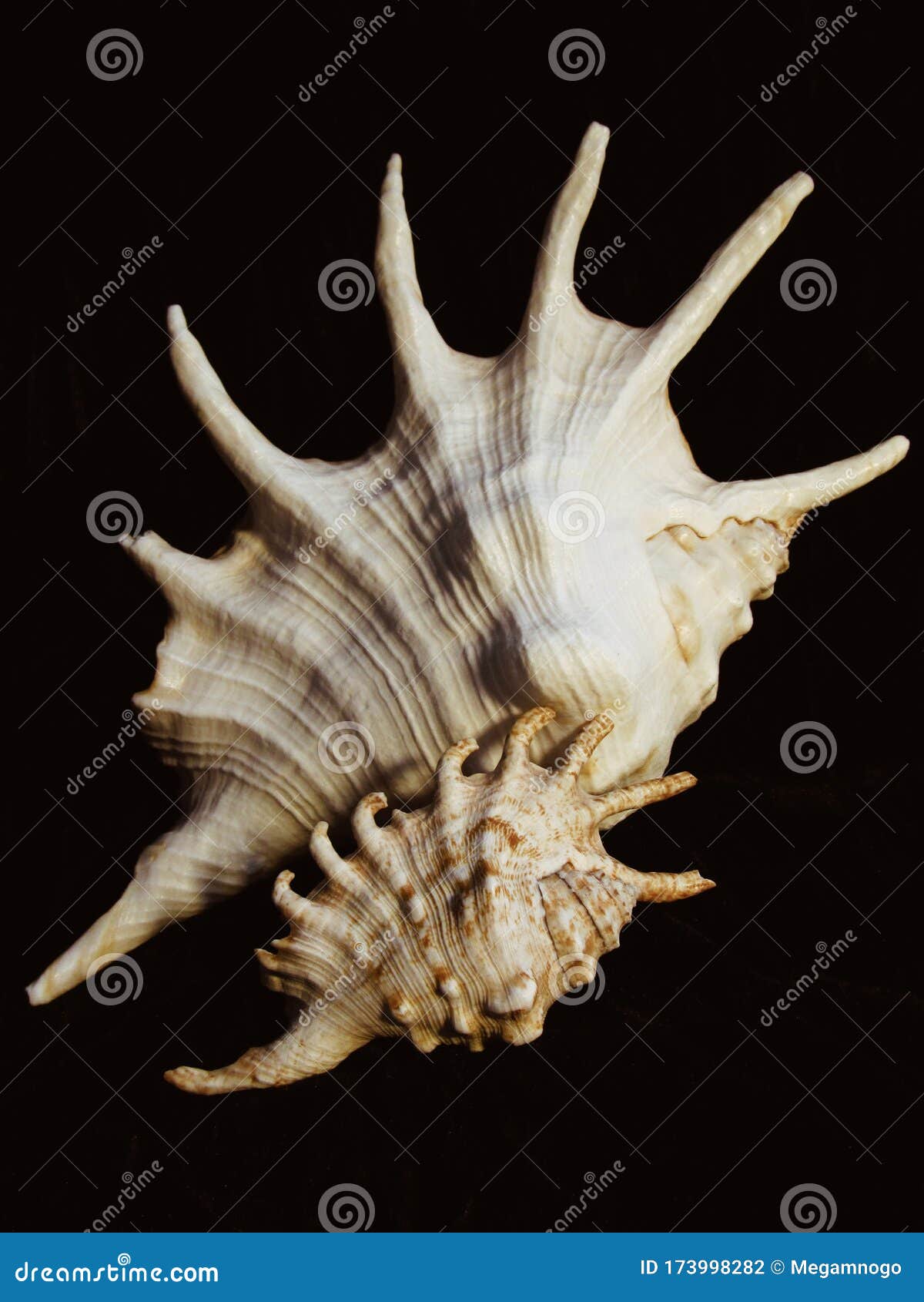 Two Sea Spiky Shells On A Black Background Stock Photo - Image of ...