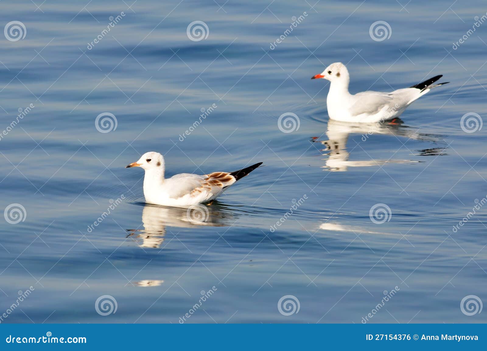 Two seagulls stock photo. Image of waves, wildlife, fauna - 27154376