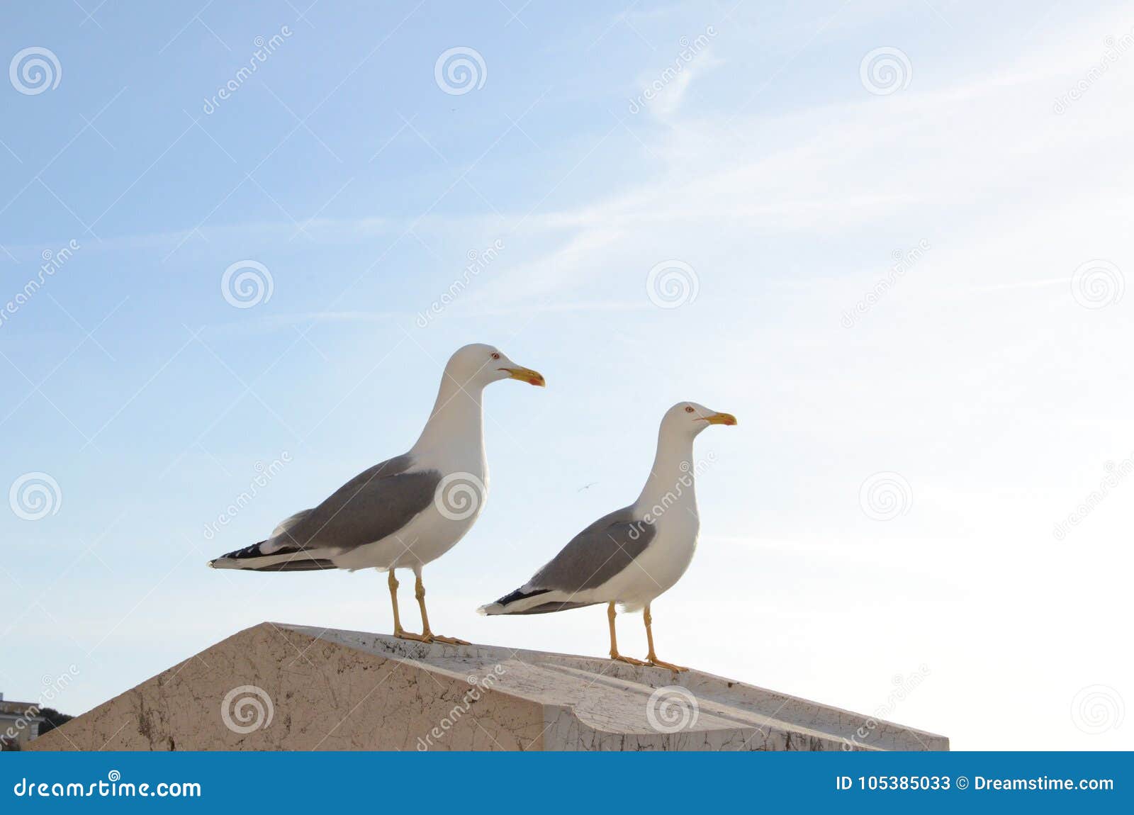 Two seagulls on the beach stock image. Image of beak - 105385033