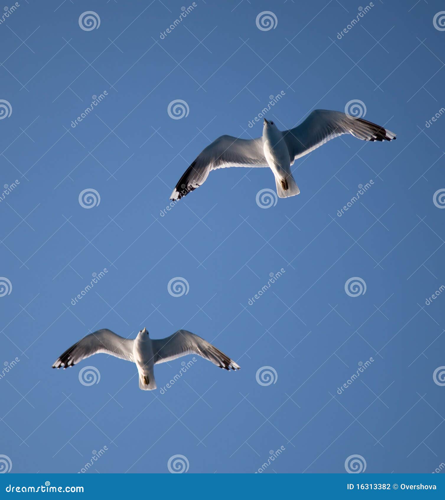 Two Seagulls in a Blue Sky stock photo. Image of beauty - 16313382