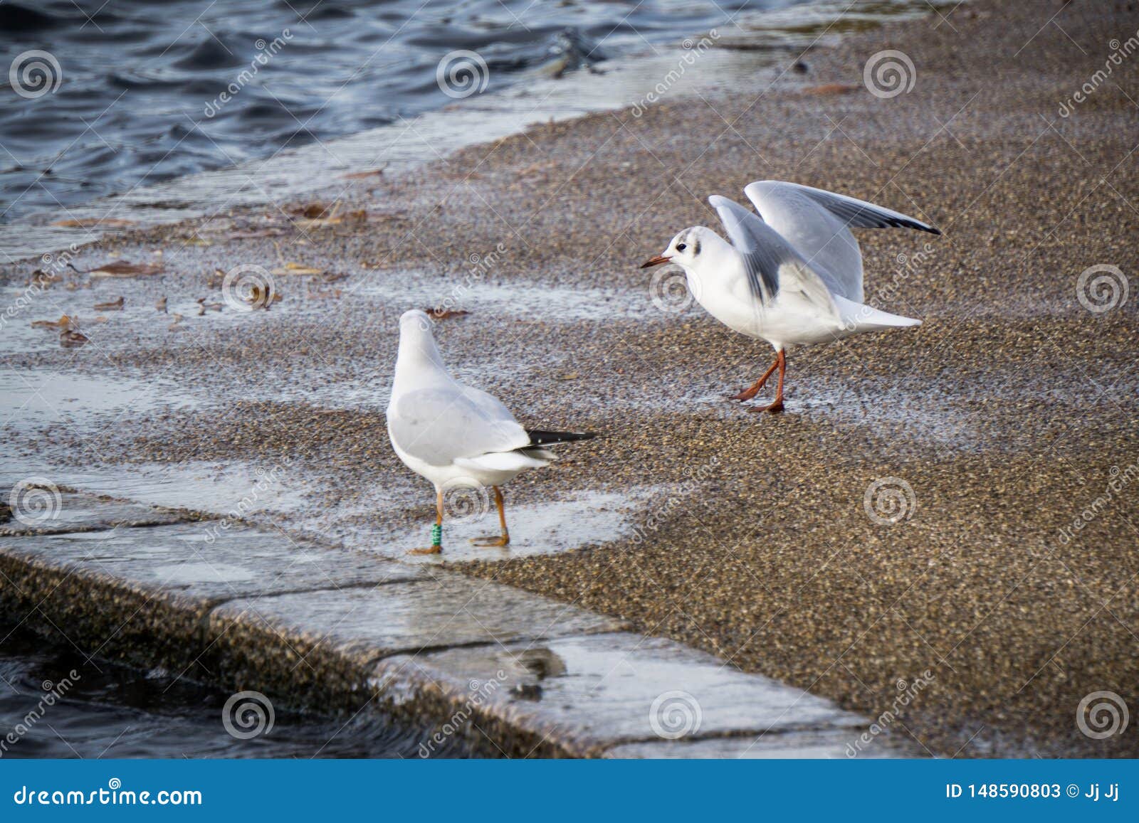 Two Seagulls at the Edge of the Lake Stock Image - Image of animal ...