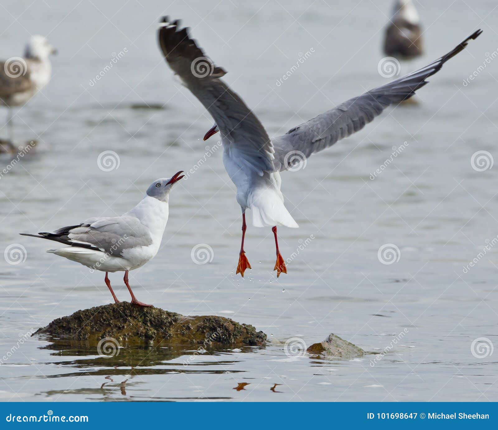 Two seagulls fighting stock image. Image of aggression - 101698647