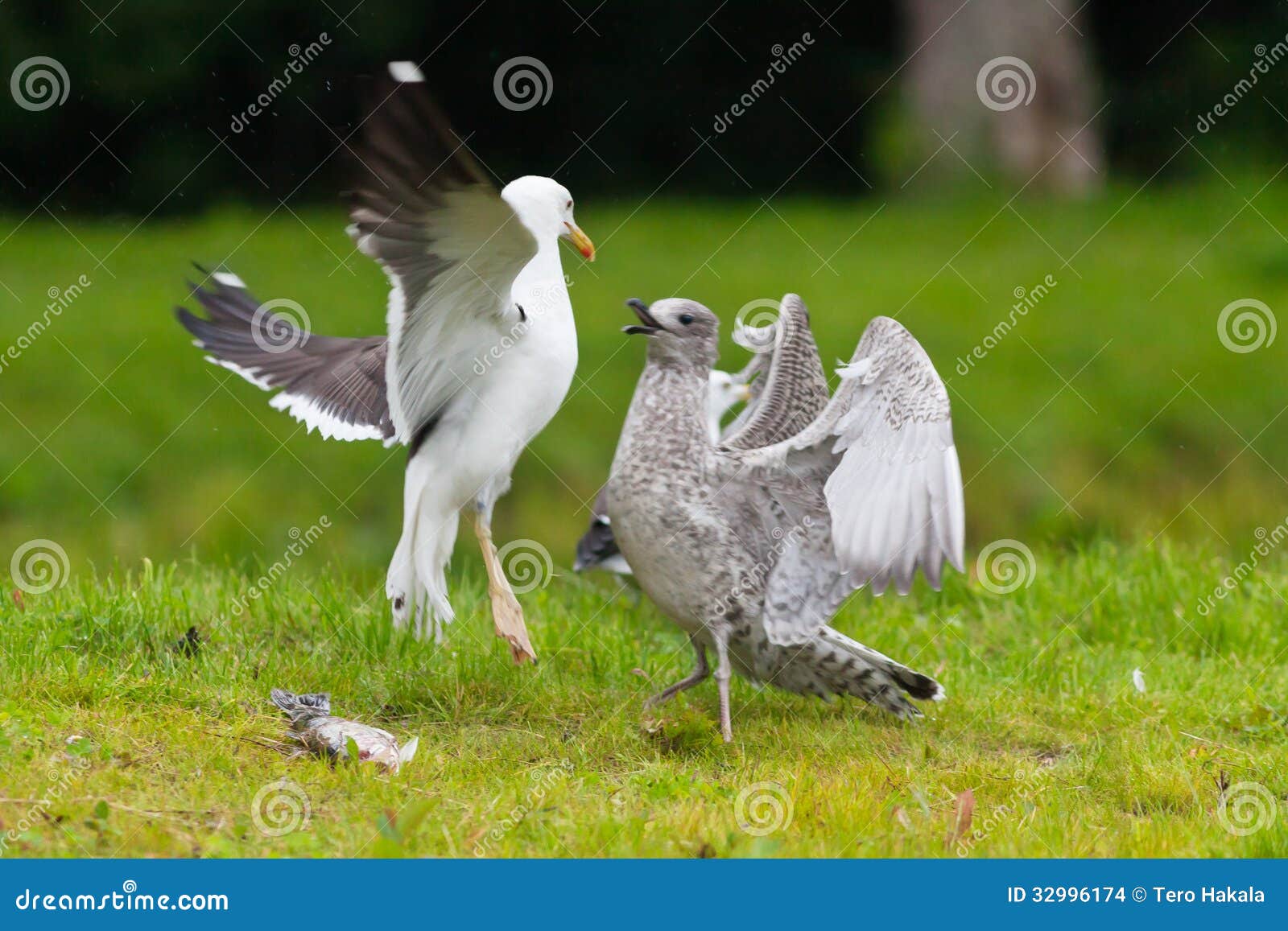 Two Seagulls Fighting Over a Fish Stock Photo - Image of plumage, catch ...
