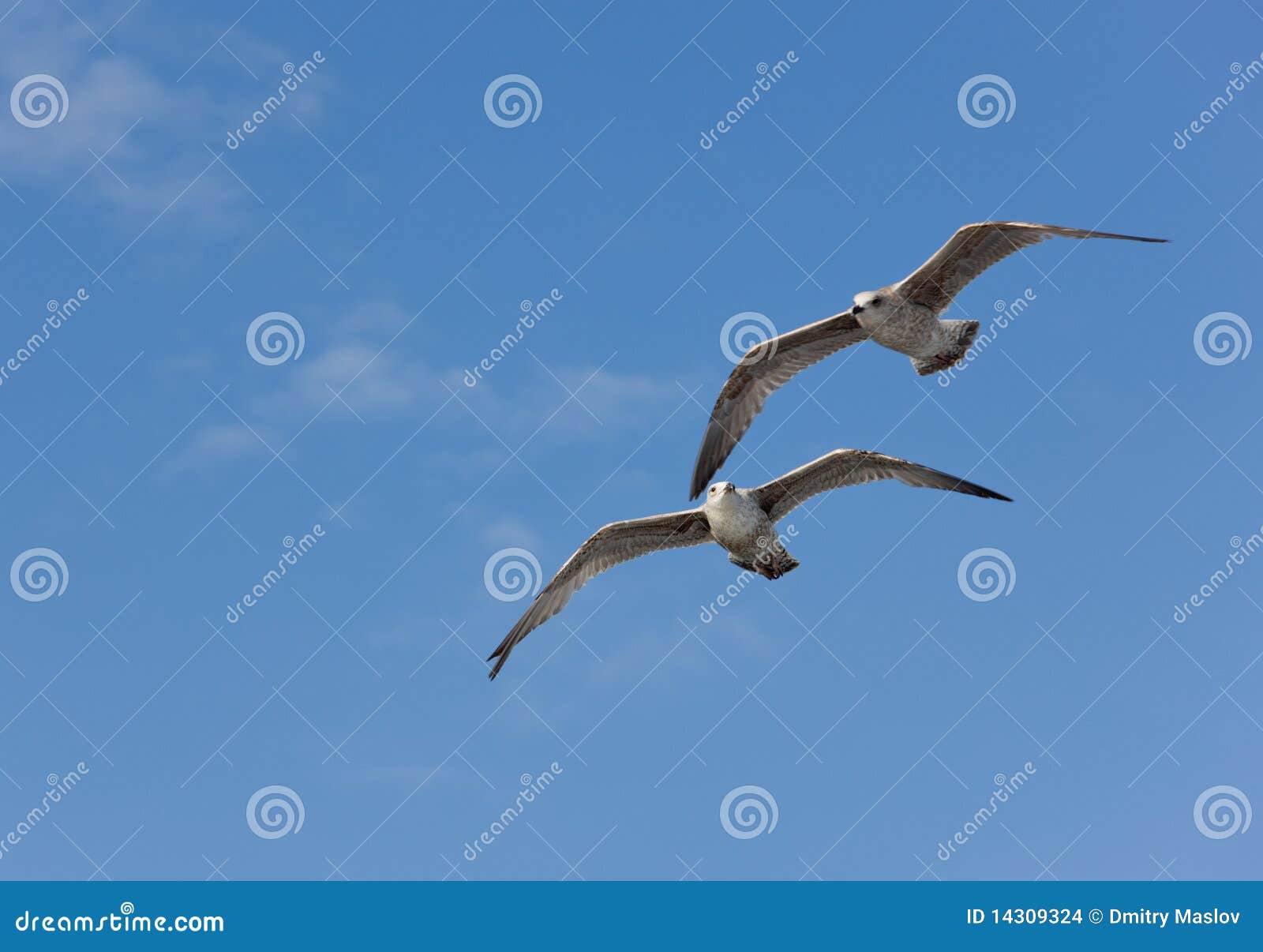Two seagulls in flight stock photo. Image of elegance - 14309324