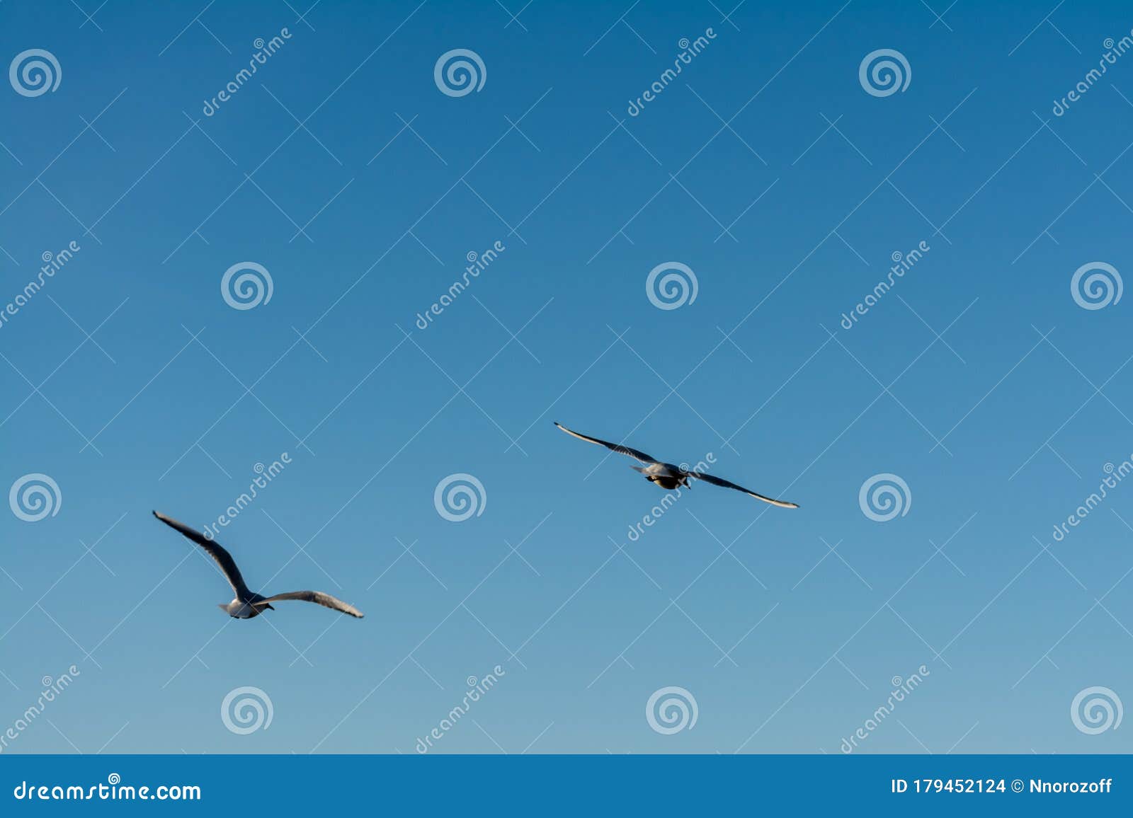 Two Seagulls in Flight Against a Clear Blue Sky, Wildlife Background ...