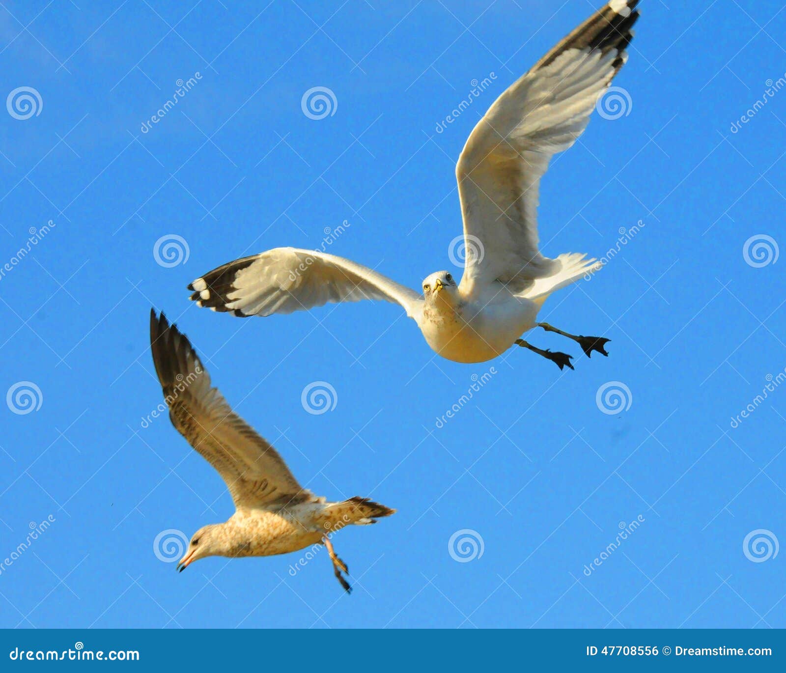 Two seagulls in flight. stock photo. Image of winged - 47708556