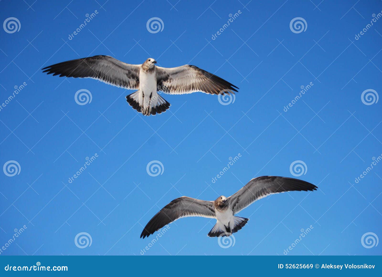Two seagulls flight stock image. Image of soar, bird - 52625669
