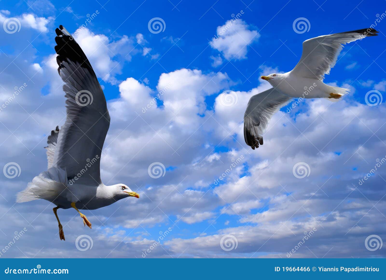 Two seagulls flying stock photo. Image of relaxation - 19664466