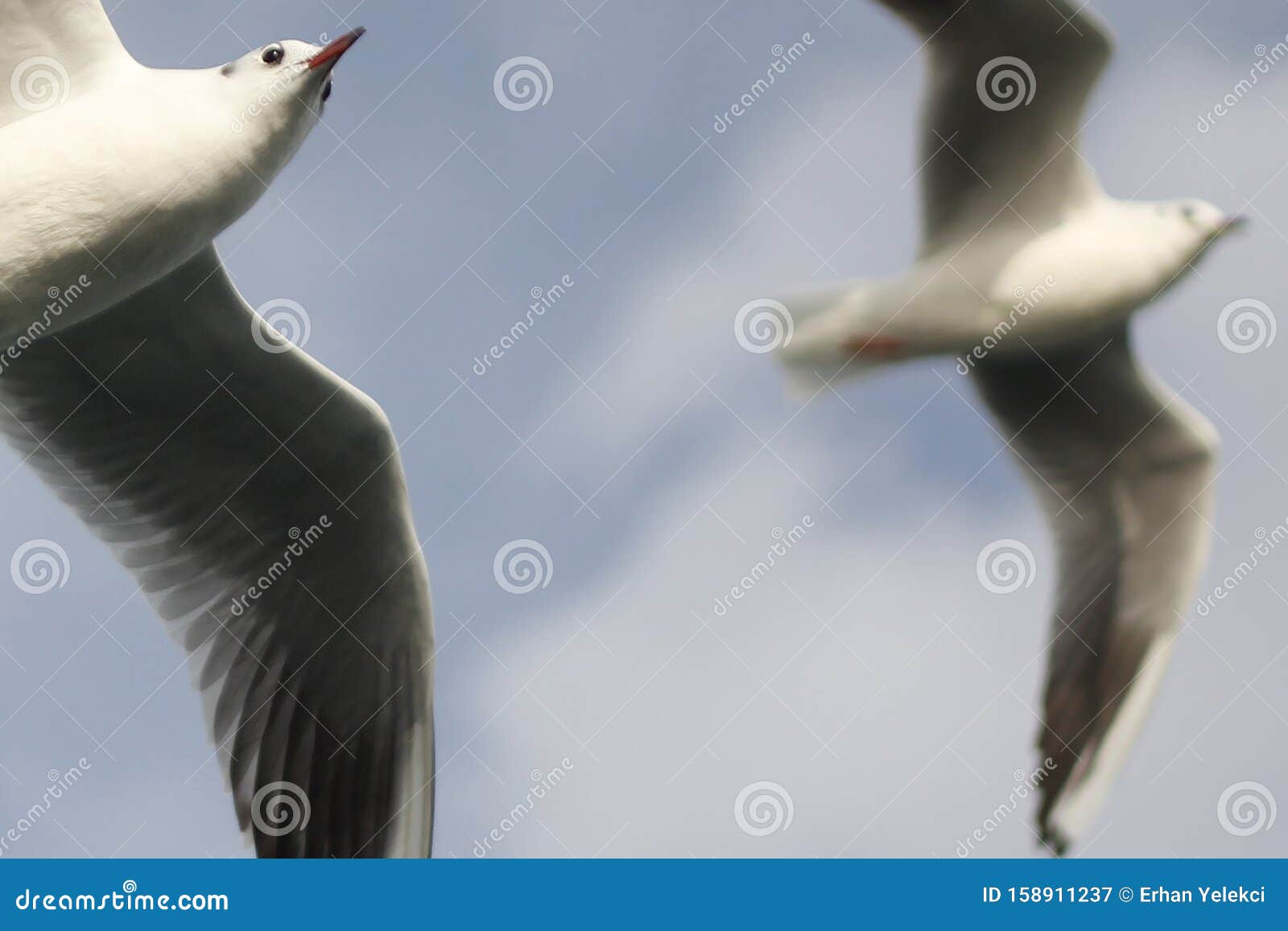 Two Seagulls Flying in the Blue Sky Stock Image - Image of beautiful ...