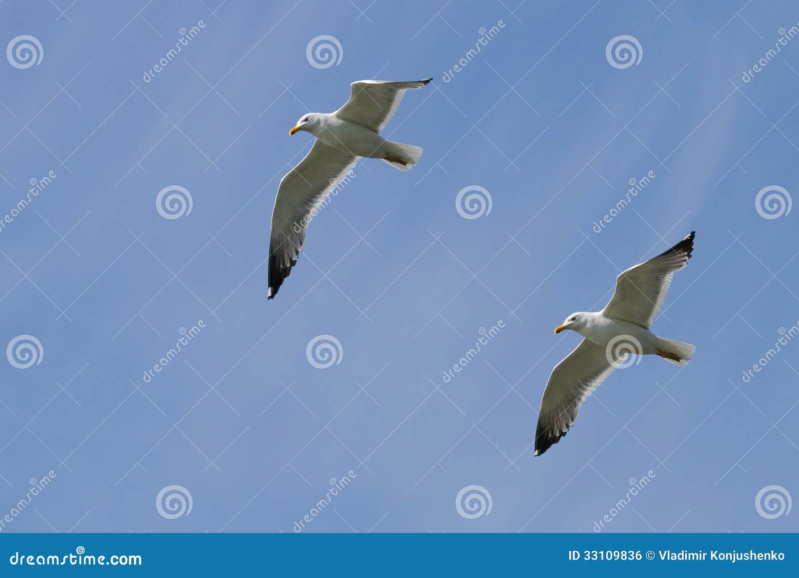 Two seagulls stock photo. Image of seagulls, nature, pair - 33109836