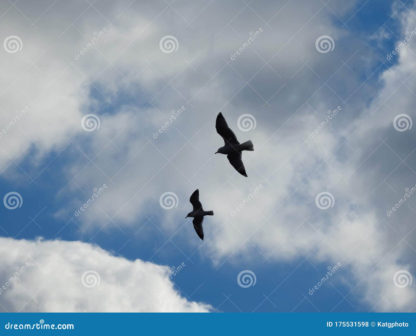 Two Seagulls Flying through the Clouds in the Blue Sky Stock Photo ...