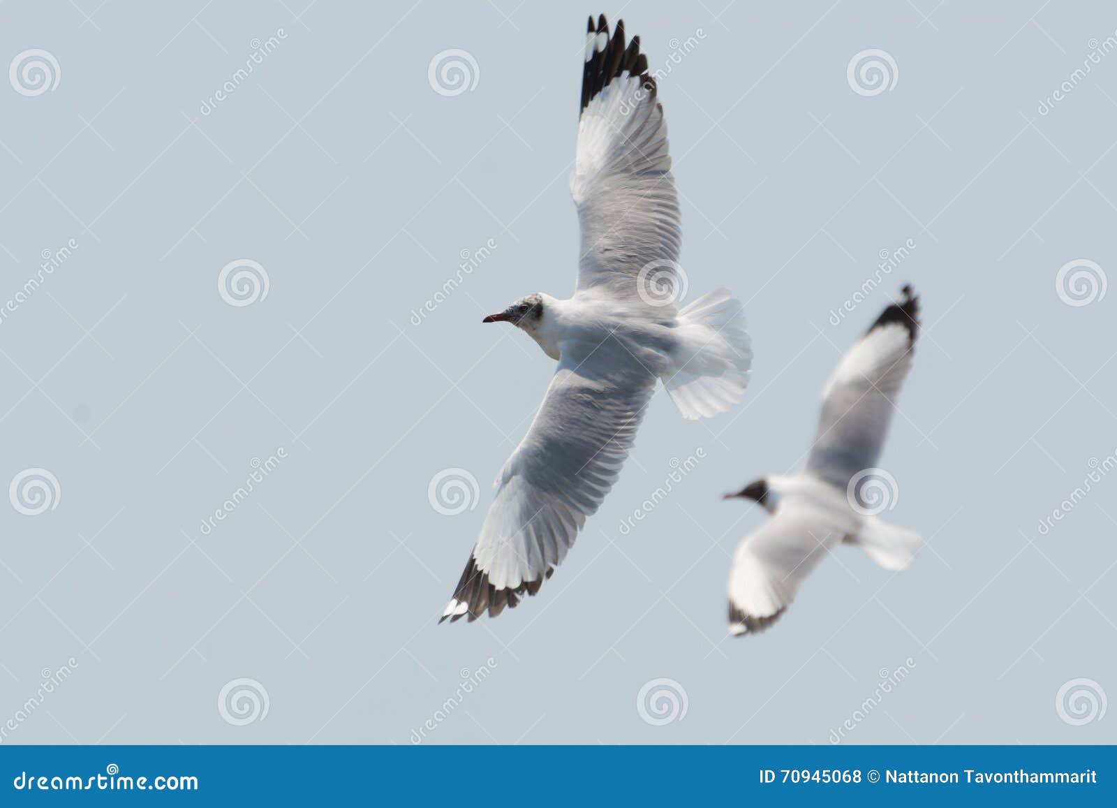Two seagulls flying. stock photo. Image of freedom, friends - 70945068