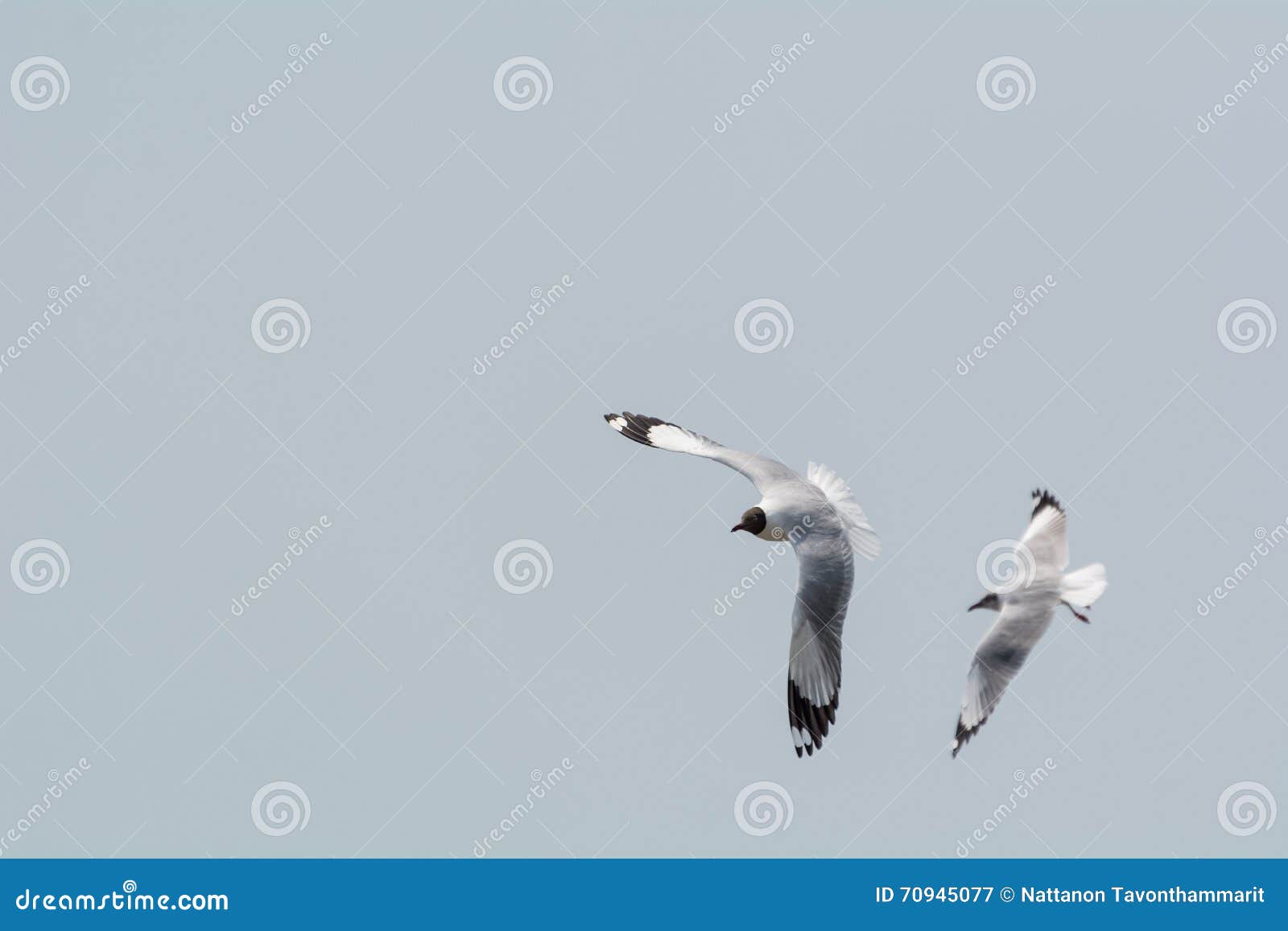 Two seagulls flying. stock image. Image of together, dream - 70945077