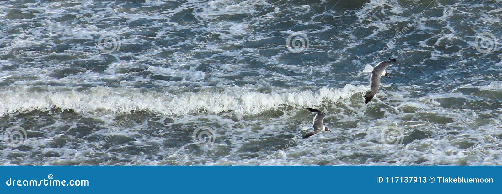 Two Seagulls Flying Over Ocean Waves Stock Image - Image of aves, terns ...