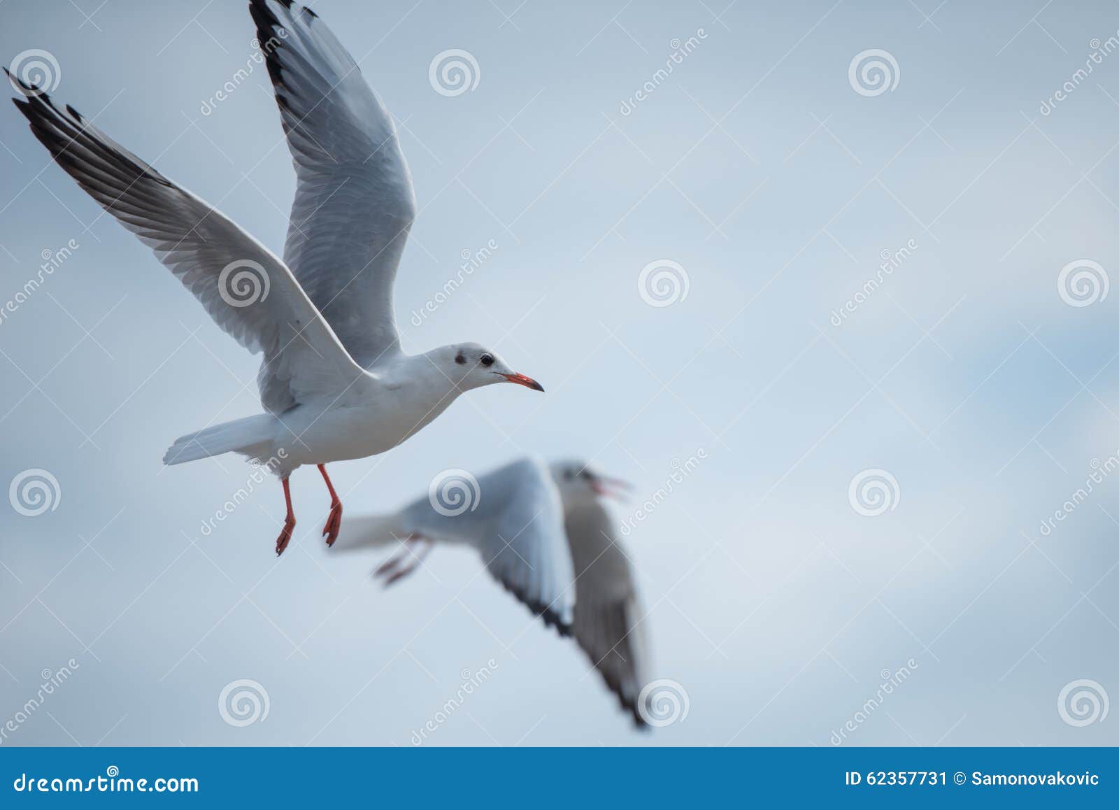 Two Seagulls Flying Passing by in the Cloudy Sky Stock Image - Image of ...